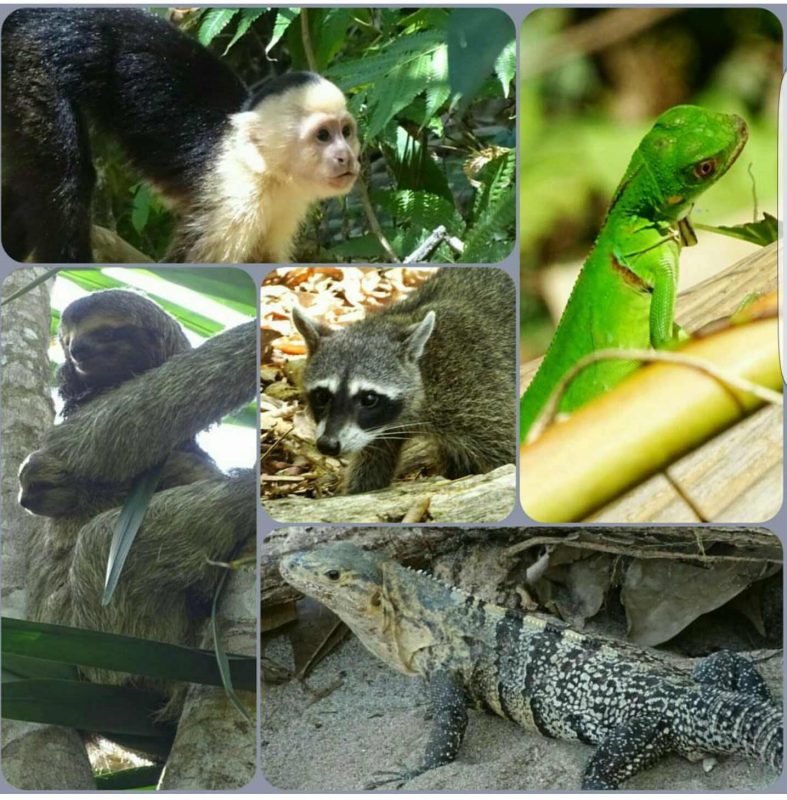 Qué ver en Costa Rica - La mejor Ruta para visitar Costa Rica